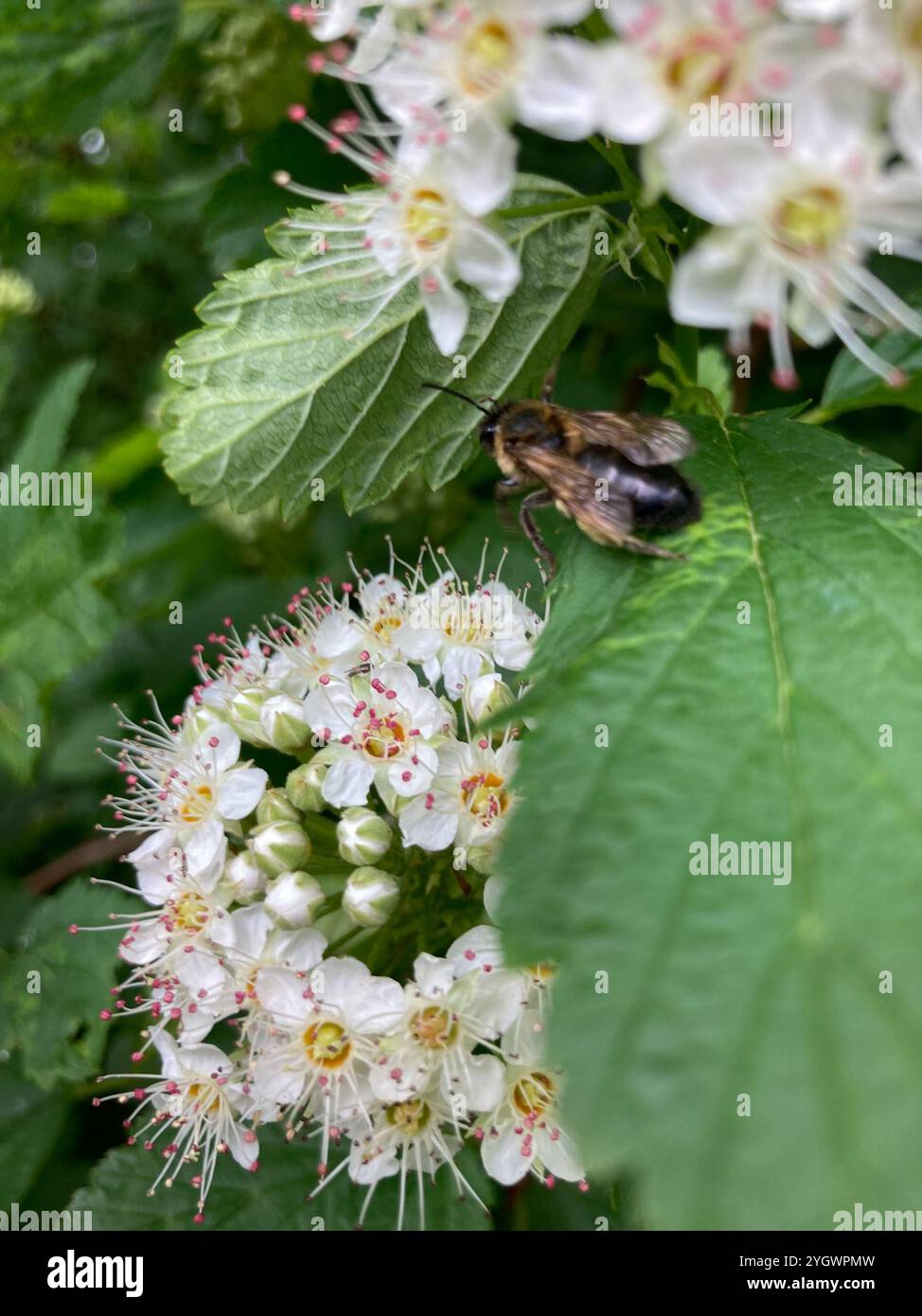 Mining Bees (Andrena Stock Photo - Alamy