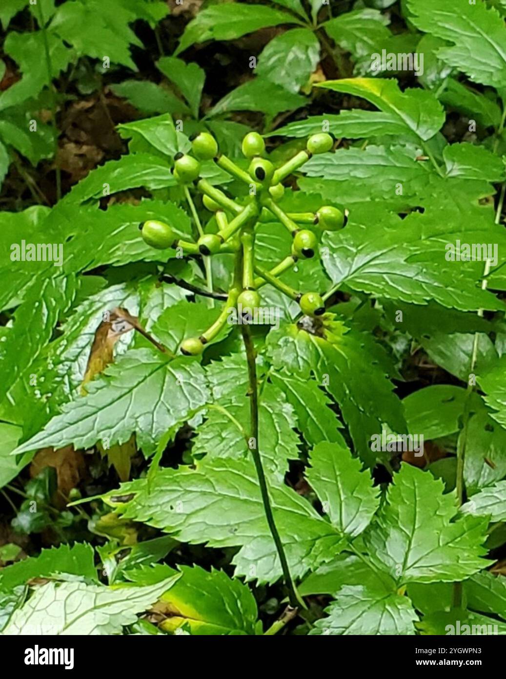 White actaea pachypoda hi-res stock photography and images - Alamy