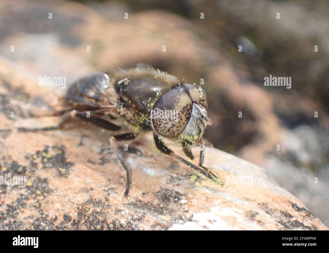 Common Lagoon Fly (Eristalinus aeneus Stock Photo - Alamy