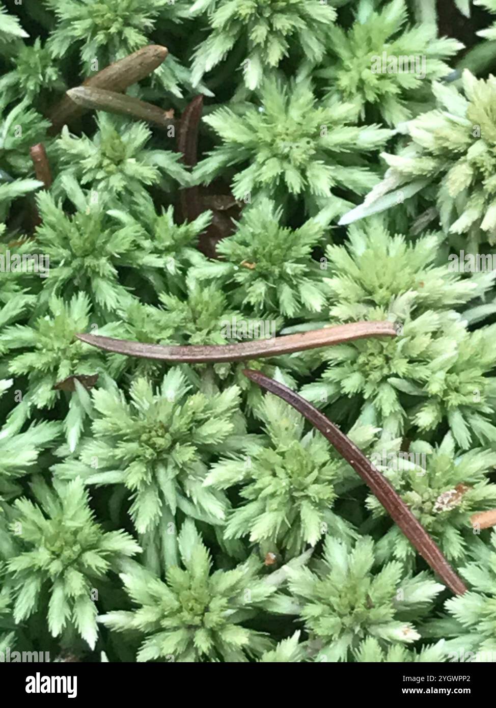 Lesser Cow-horn Bog-moss (Sphagnum inundatum Stock Photo - Alamy