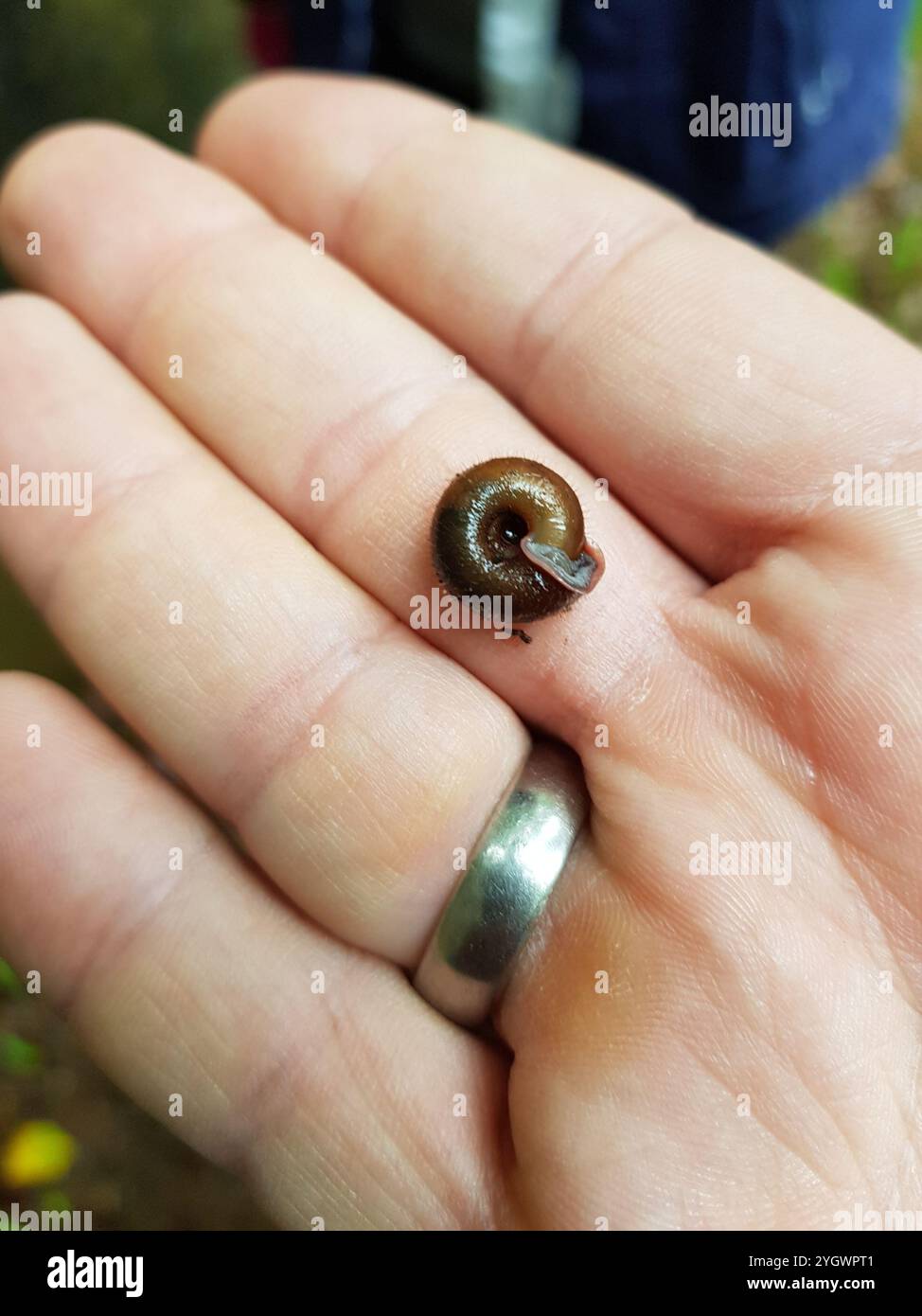 Helicodonta hi-res stock photography and images - Alamy