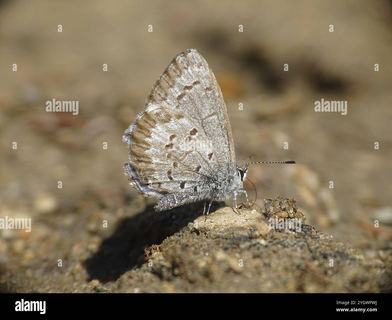 Northern Azure (Celastrina lucia Stock Photo - Alamy