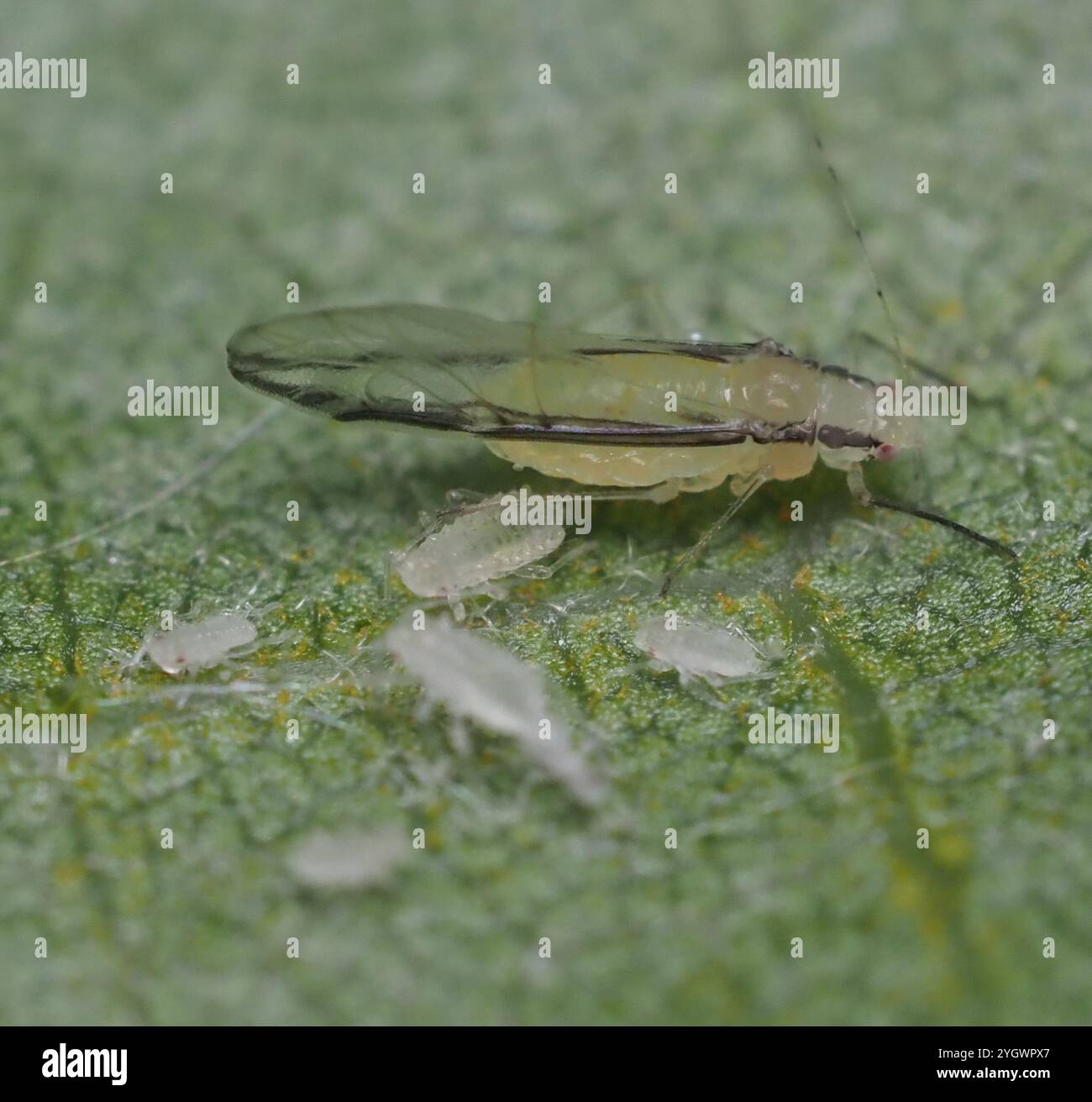 Black-bordered oak aphid (Lineomyzocallis walshii Stock Photo - Alamy
