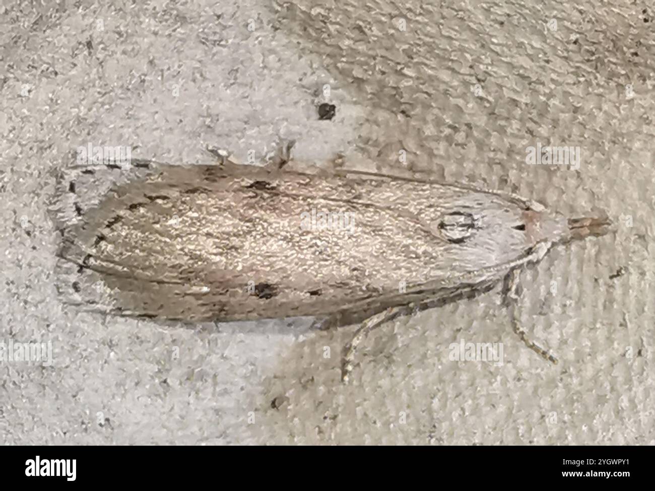 Bee Moth (Aphomia sociella Stock Photo - Alamy