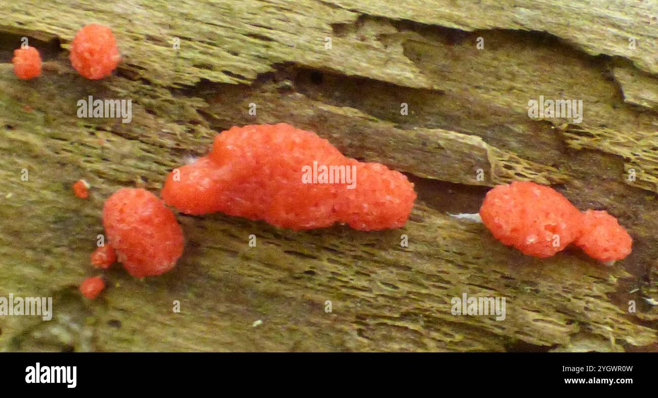 Red Raspberry Slime Mold (Tubifera ferruginosa Stock Photo - Alamy
