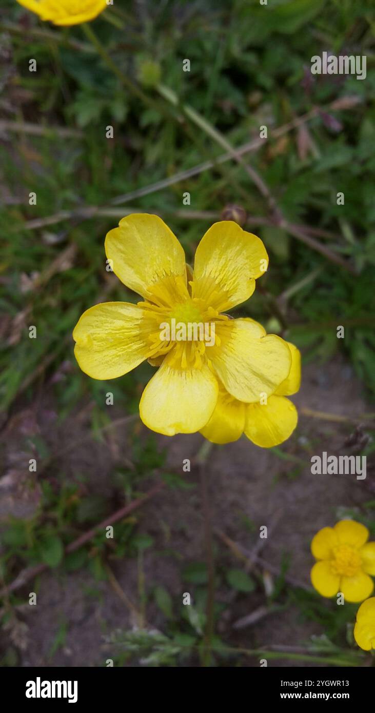 Creeping buttercup (Ranunculus repens Stock Photo - Alamy