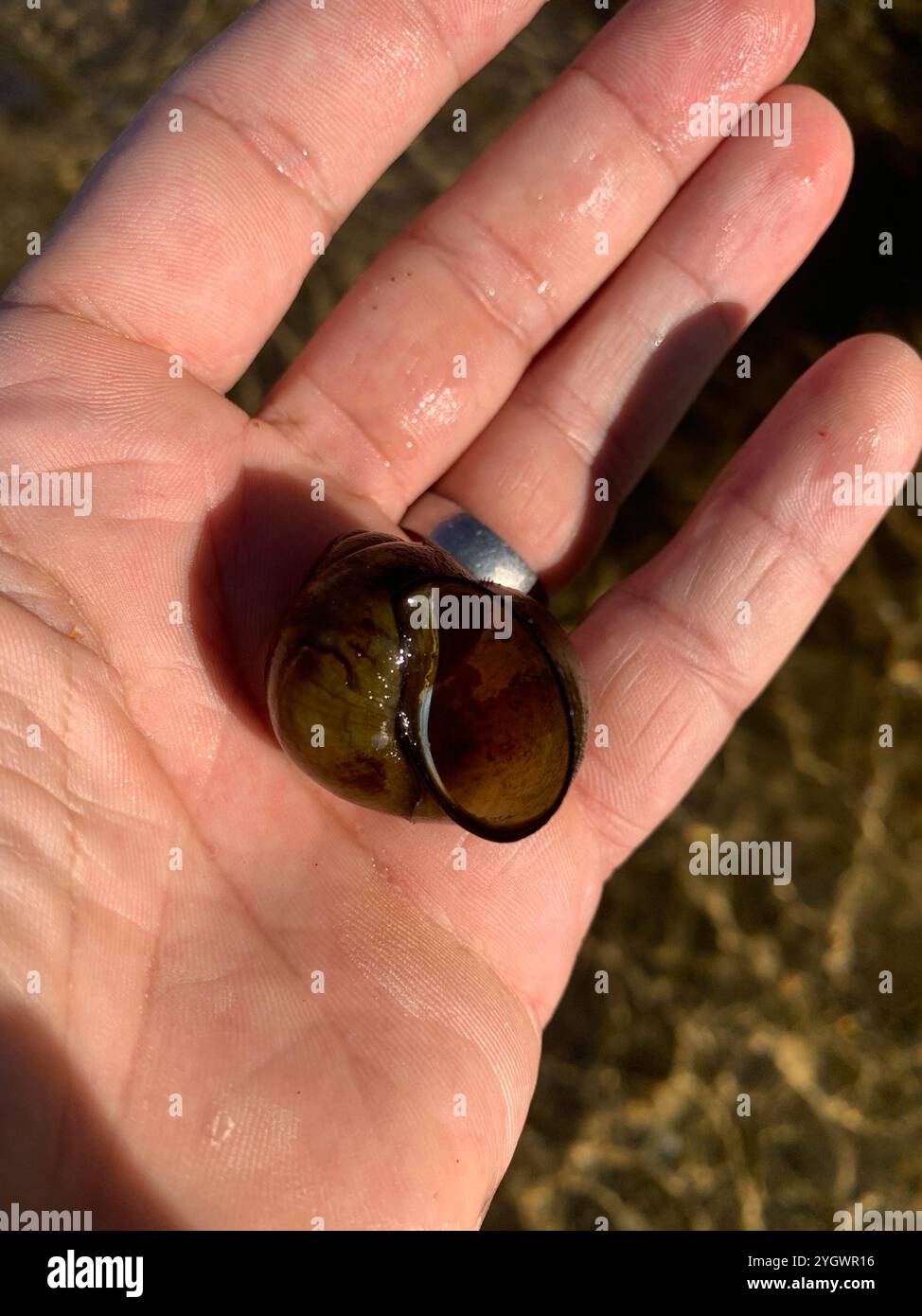 Cipangopaludina chinensis hi-res stock photography and images - Alamy