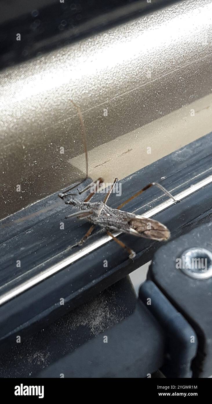 Four-spurred Assassin Bug (Zelus tetracanthus Stock Photo - Alamy