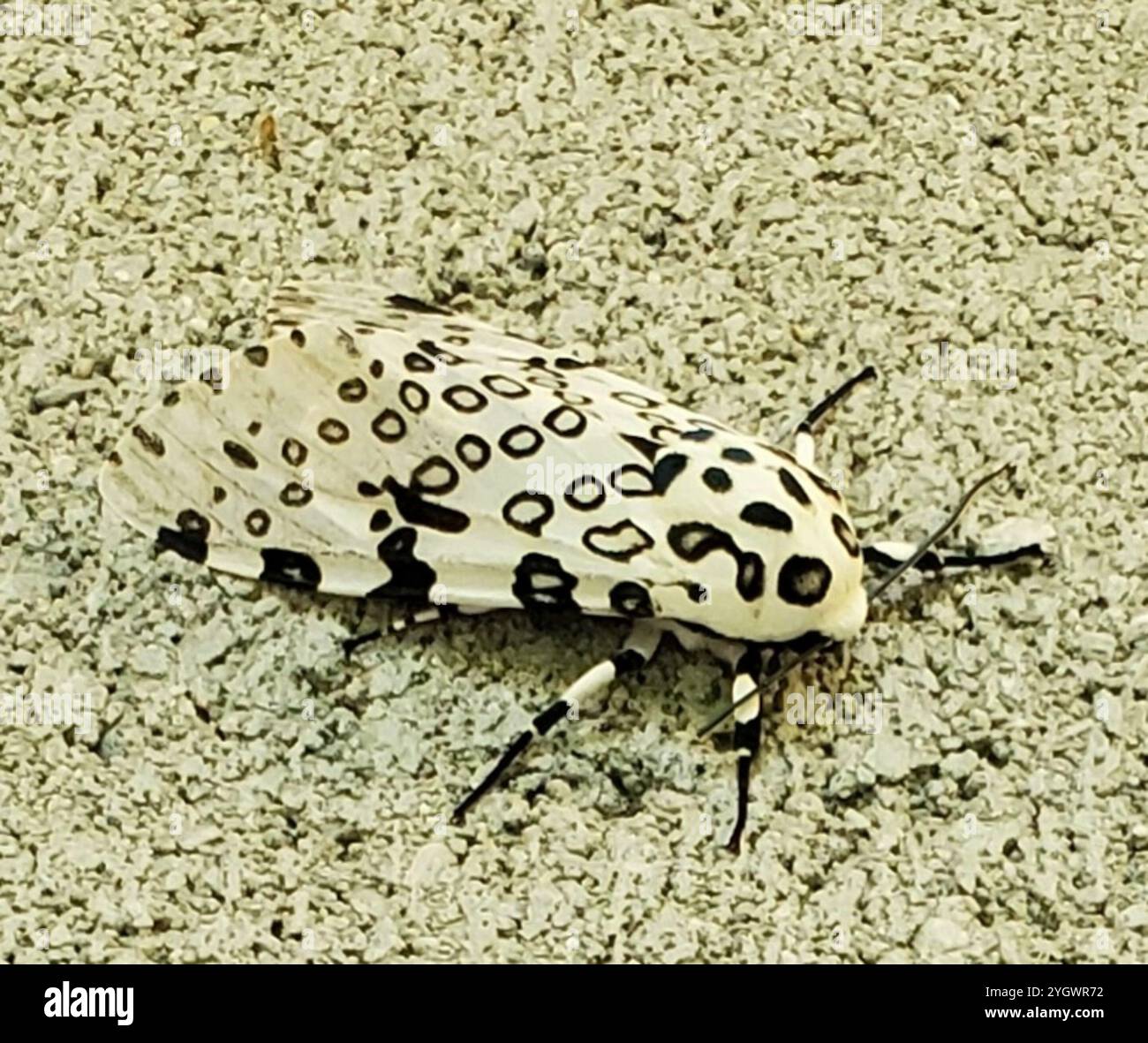 Giant Leopard Moth (Hypercompe scribonia Stock Photo - Alamy