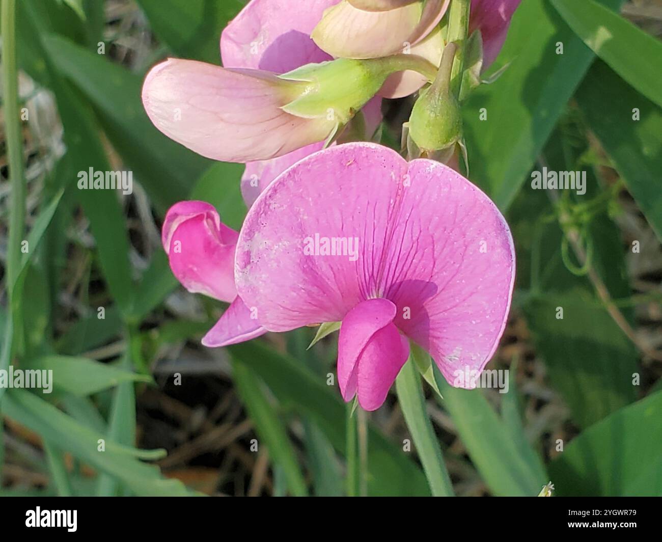 broad-leaved sweet pea (Lathyrus latifolius Stock Photo - Alamy