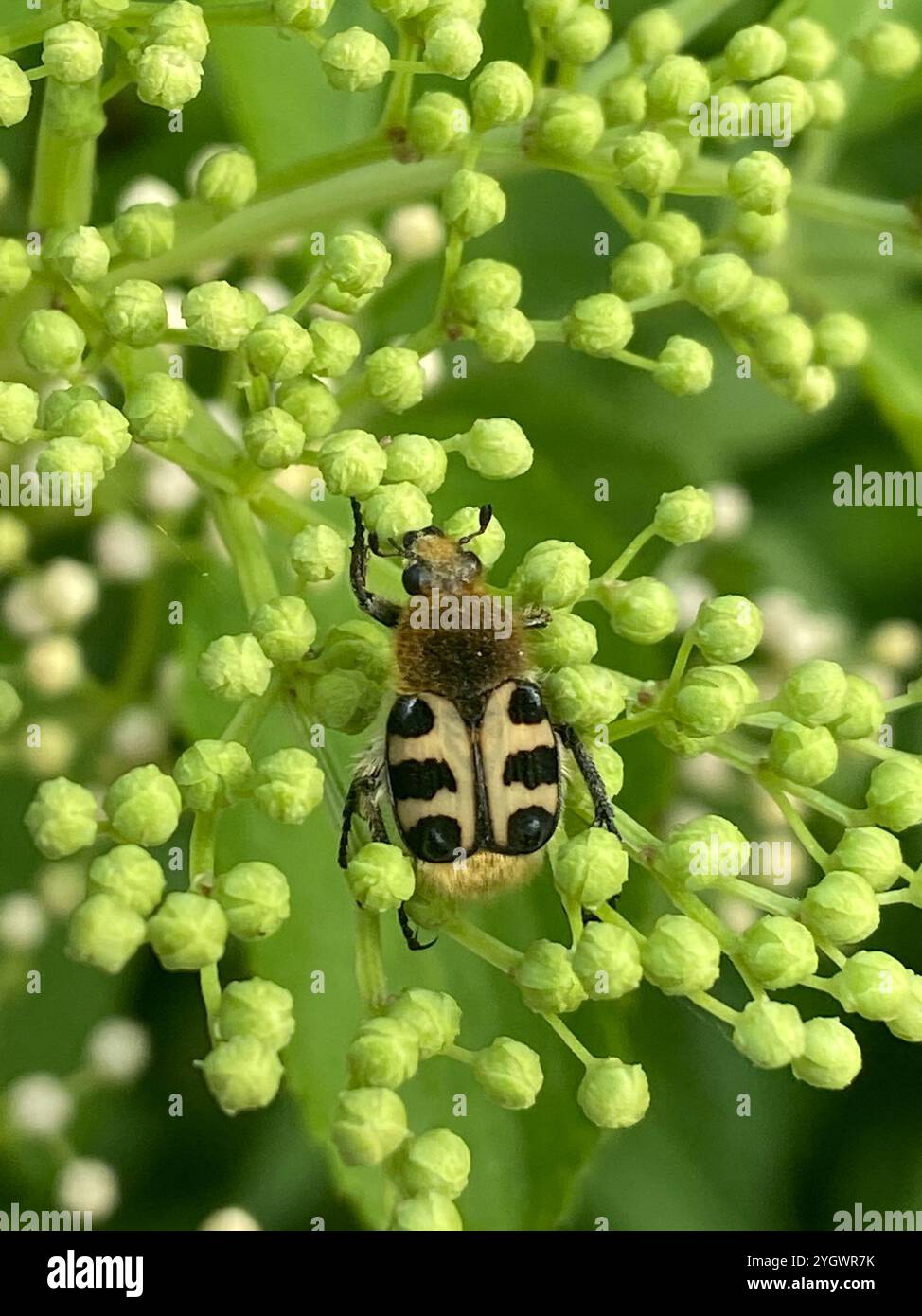 French Flower Chafer (Trichius gallicus Stock Photo - Alamy