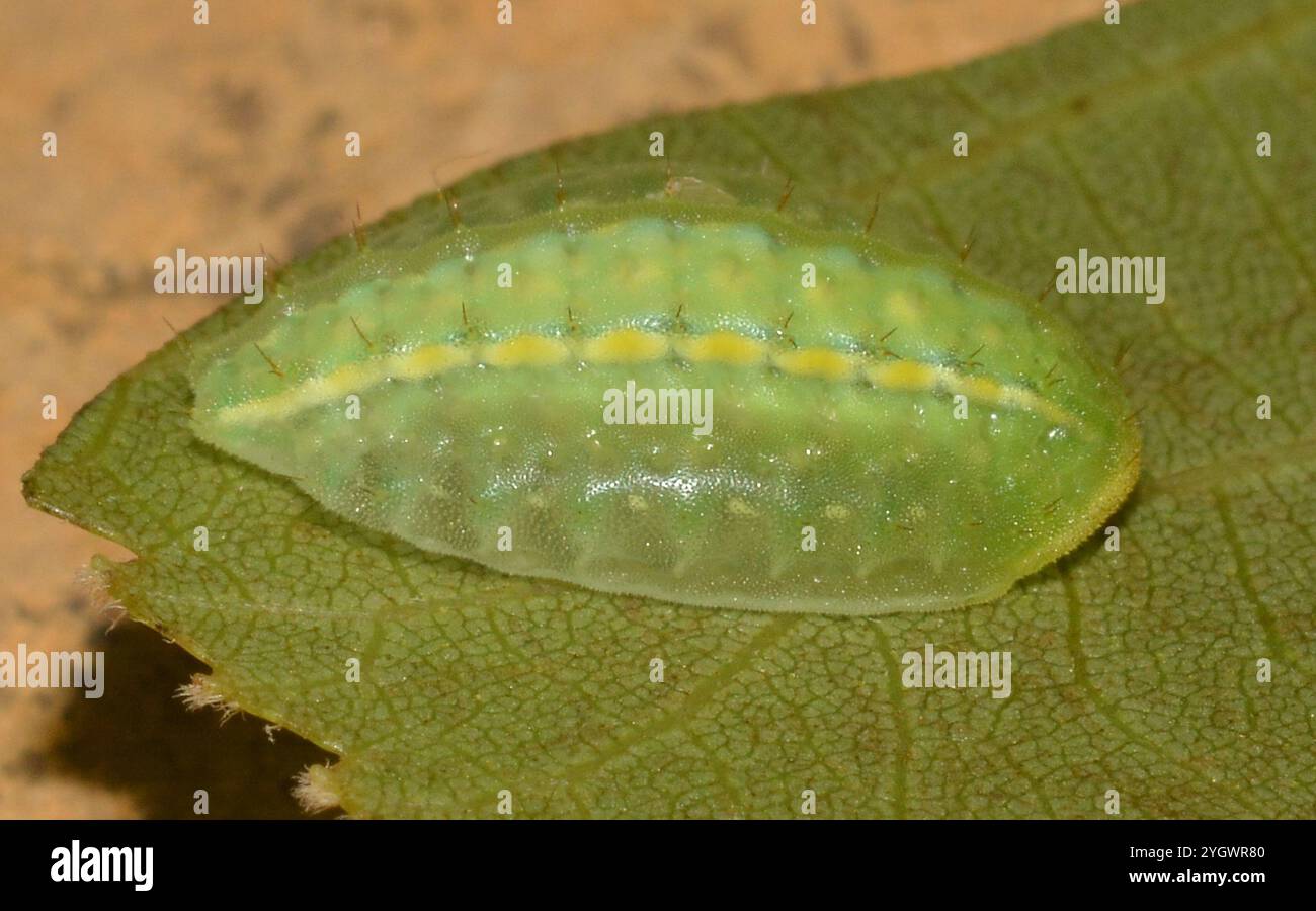 Yellow-shouldered Slug Moth (Lithacodes fasciola Stock Photo - Alamy