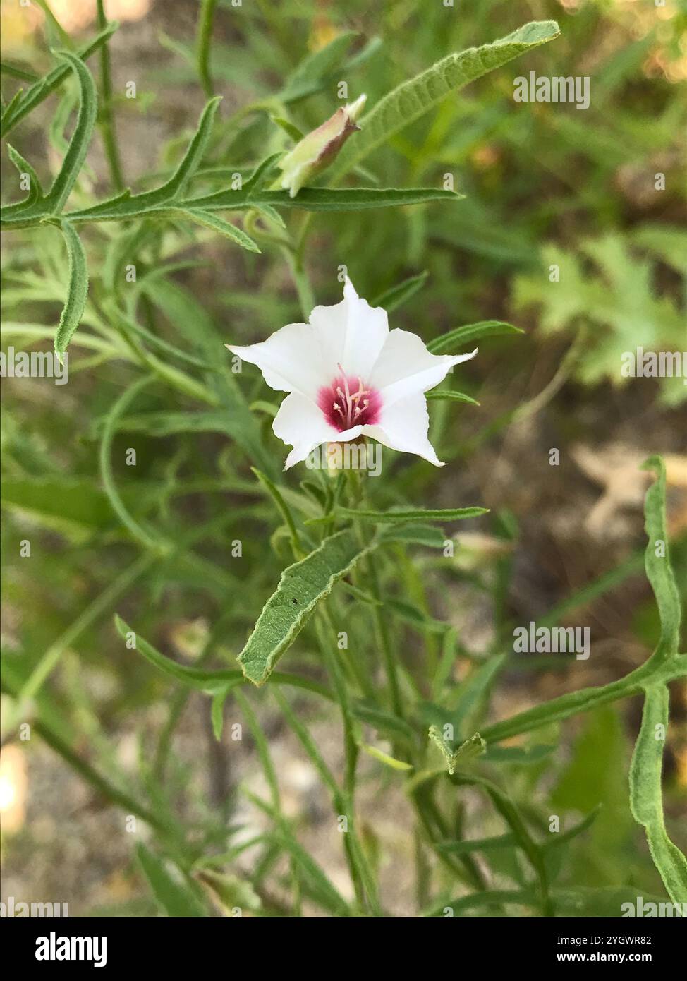 Texas bindweed (Convolvulus equitans Stock Photo - Alamy