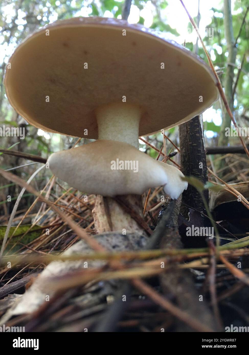 Purple-veiled Slippery Jack (Suillus luteus Stock Photo - Alamy