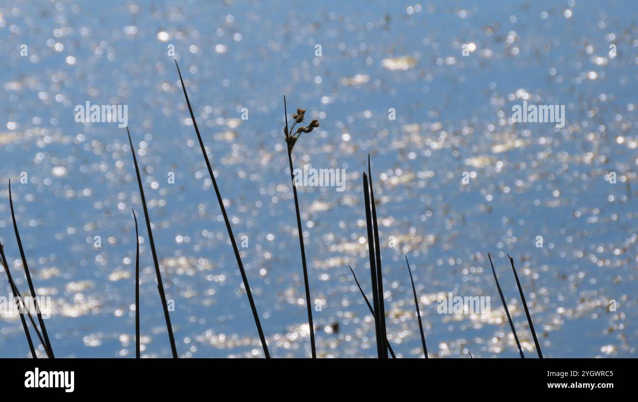 Hardstem bulrush hi-res stock photography and images - Alamy