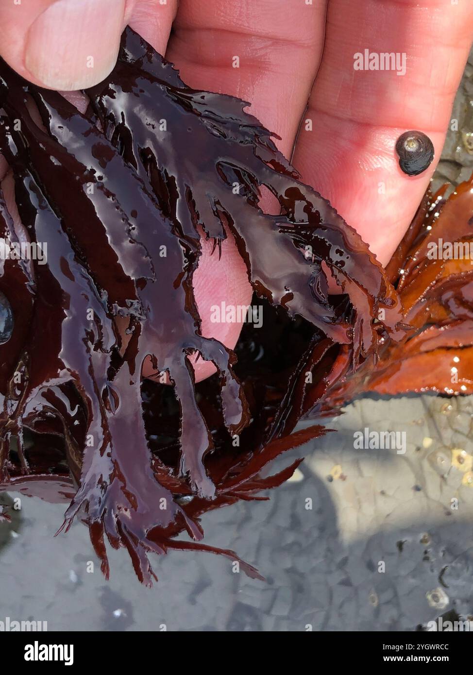 Prionitis hi-res stock photography and images - Alamy