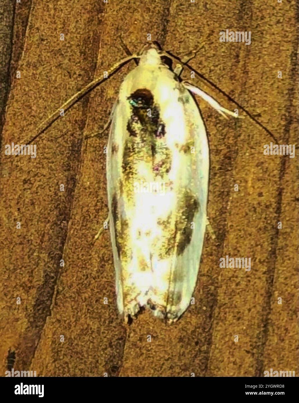 Schlaeger's Fruitworm Moth (Antaeotricha schlaegeri Stock Photo - Alamy