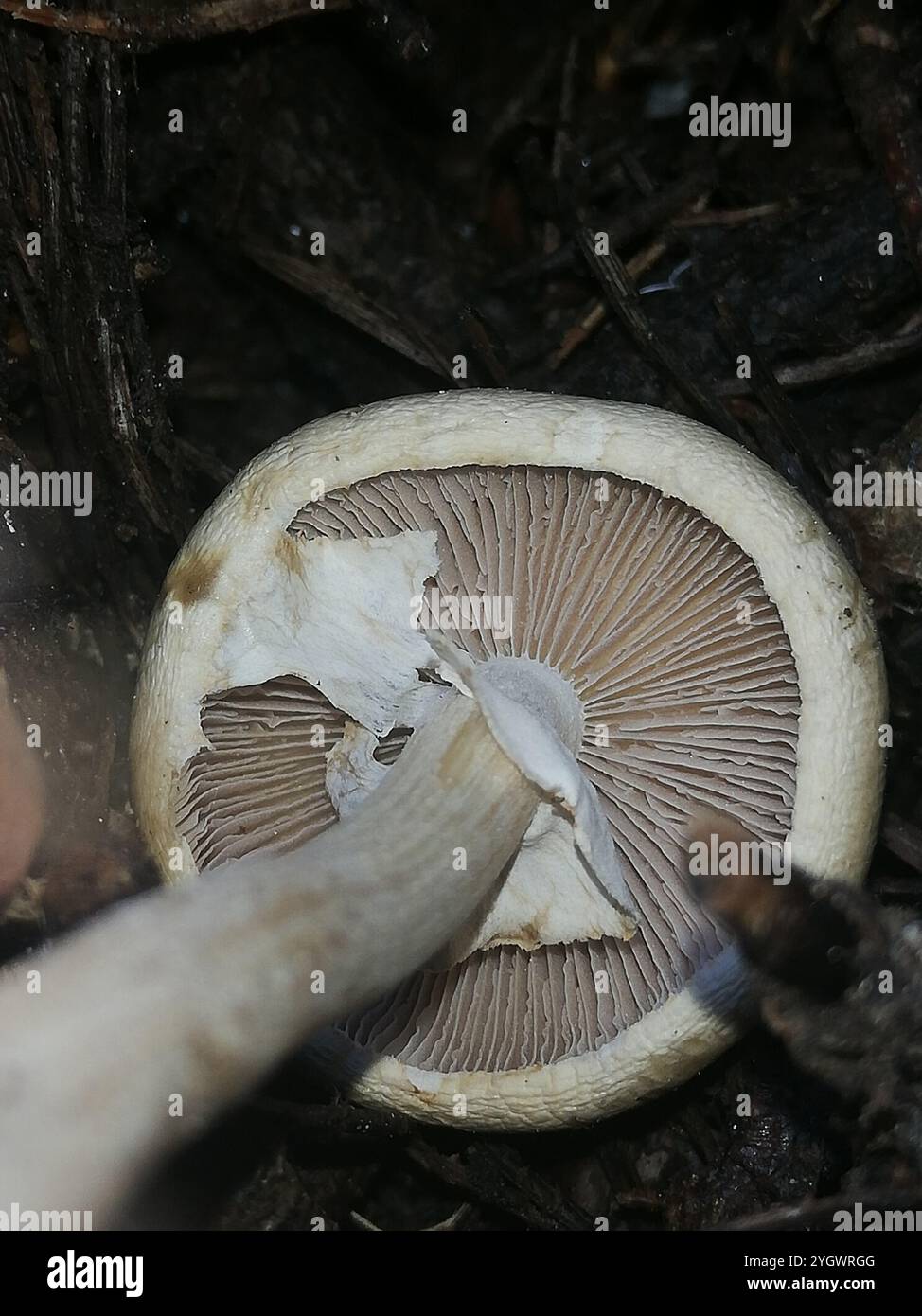 Spring Fieldcap (Agrocybe praecox Stock Photo - Alamy