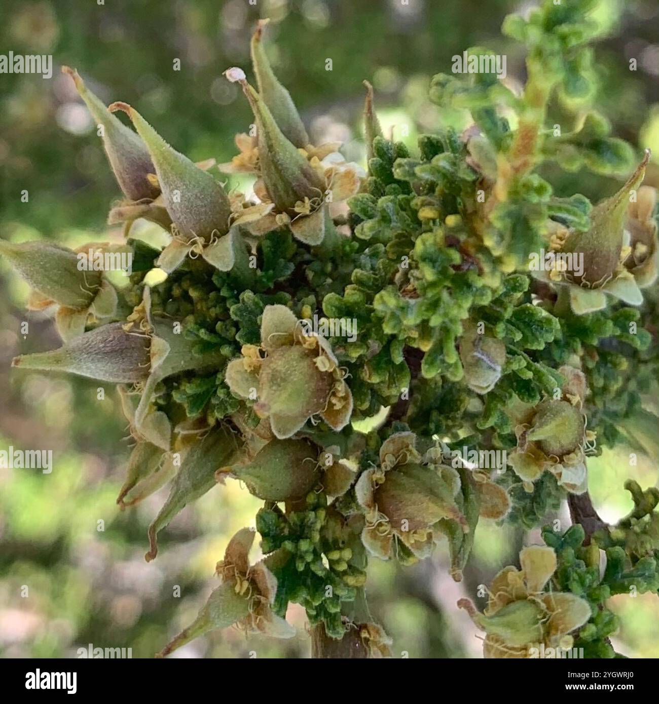 desert bitterbrush (Purshia glandulosa Stock Photo - Alamy