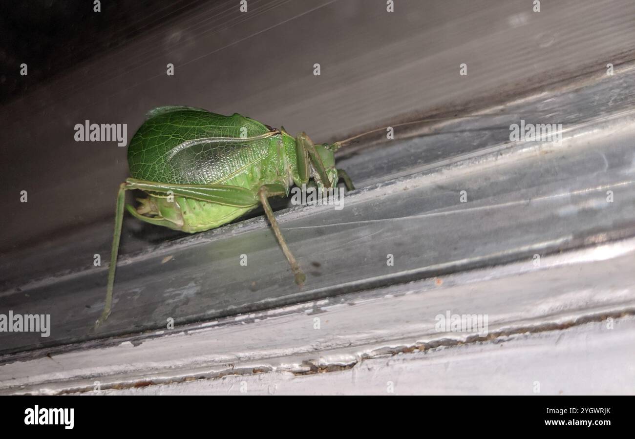 Paracyrtophyllus robustus hi-res stock photography and images - Alamy