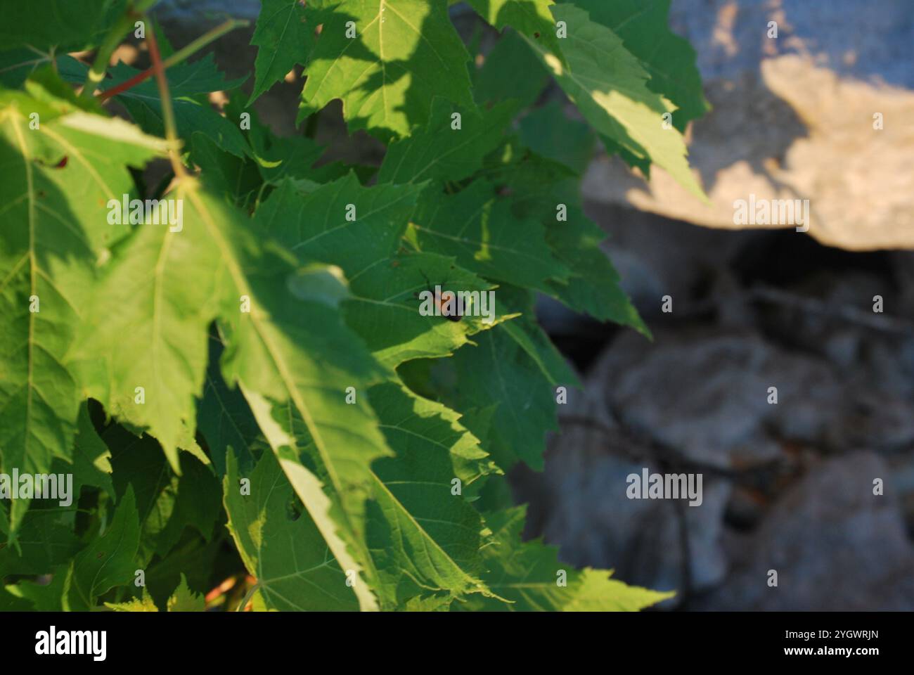Black-and-yellow Lichen Moth (Lycomorpha pholus Stock Photo - Alamy