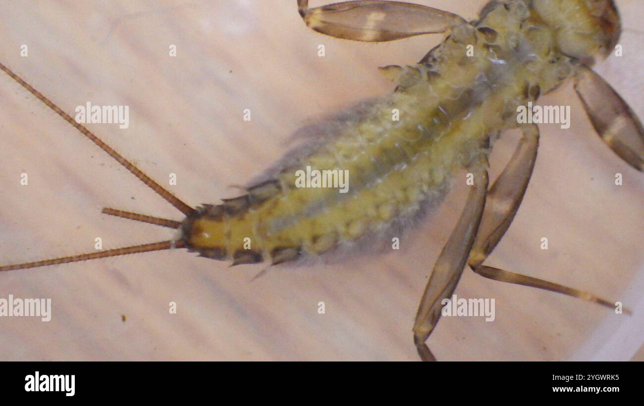 Orange Cahill (Stenacron interpunctatum Stock Photo - Alamy