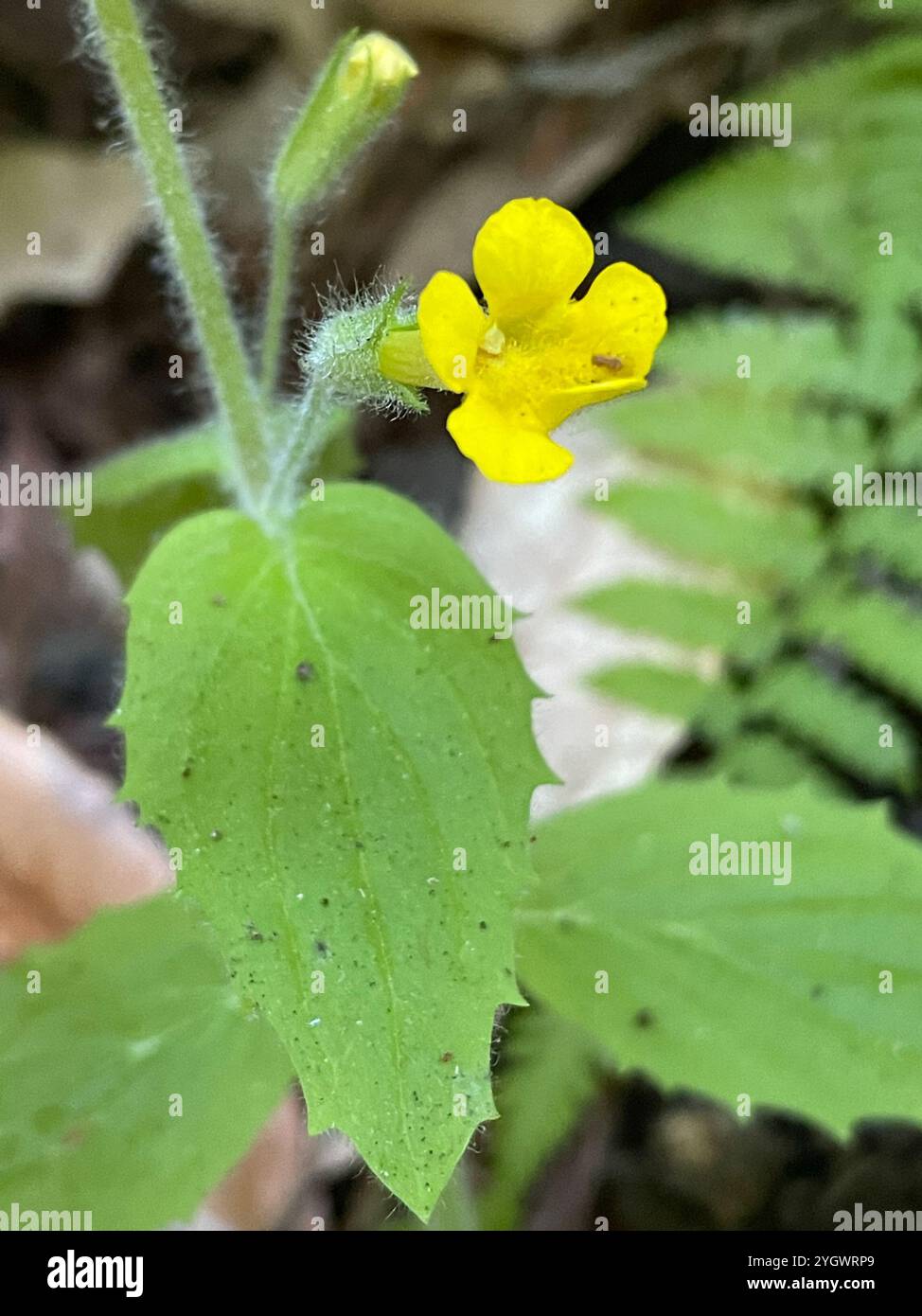 wing-leaf monkeyflower (Erythranthe ptilota Stock Photo - Alamy