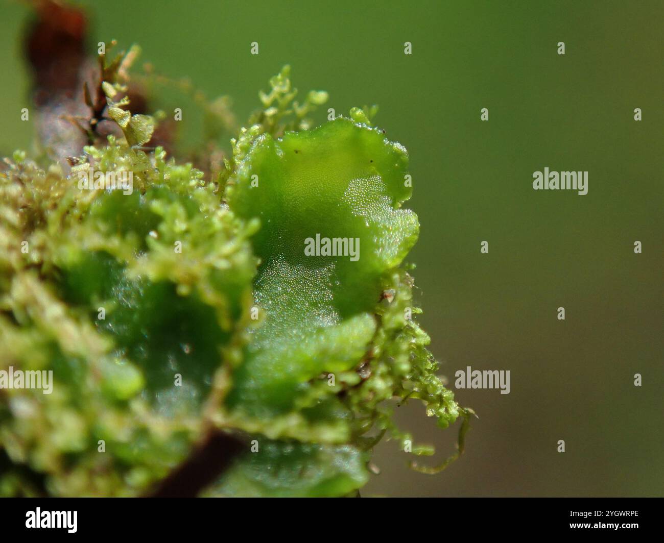 greasewort (Aneura pinguis Stock Photo - Alamy