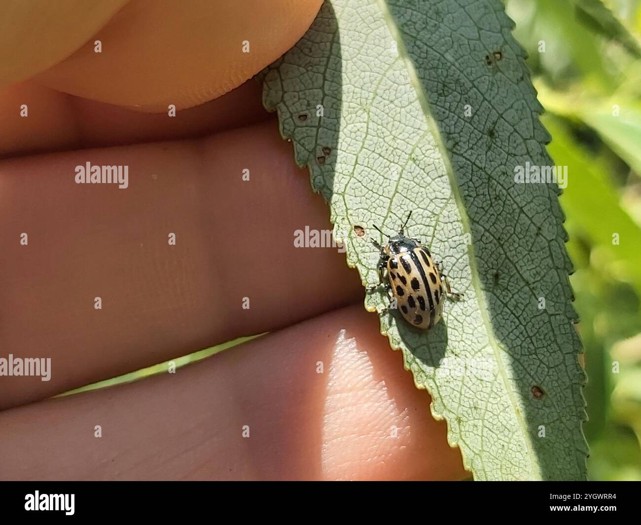 Spotted Willow Leaf Beetle (Chrysomela vigintipunctata Stock Photo - Alamy