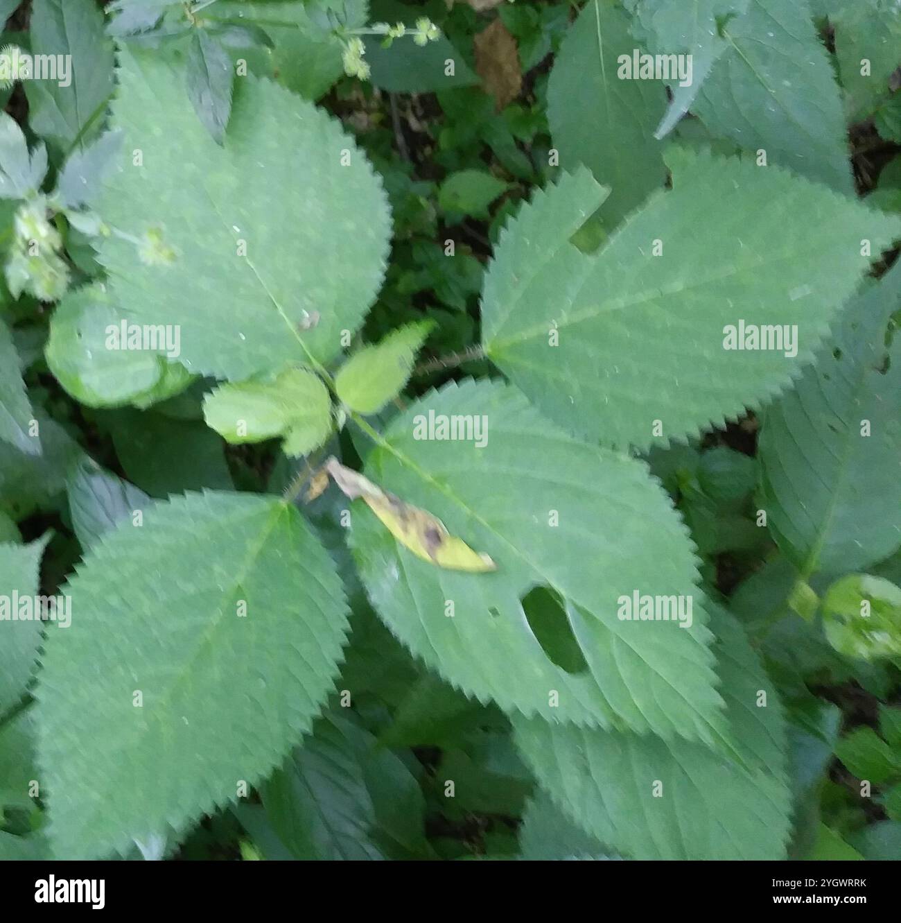 wood nettles (Laportea Stock Photo - Alamy