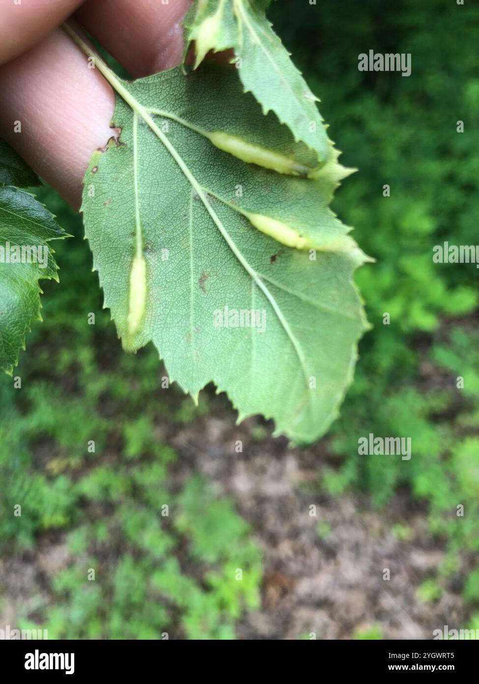 green hawthorn (Crataegus viridis Stock Photo - Alamy