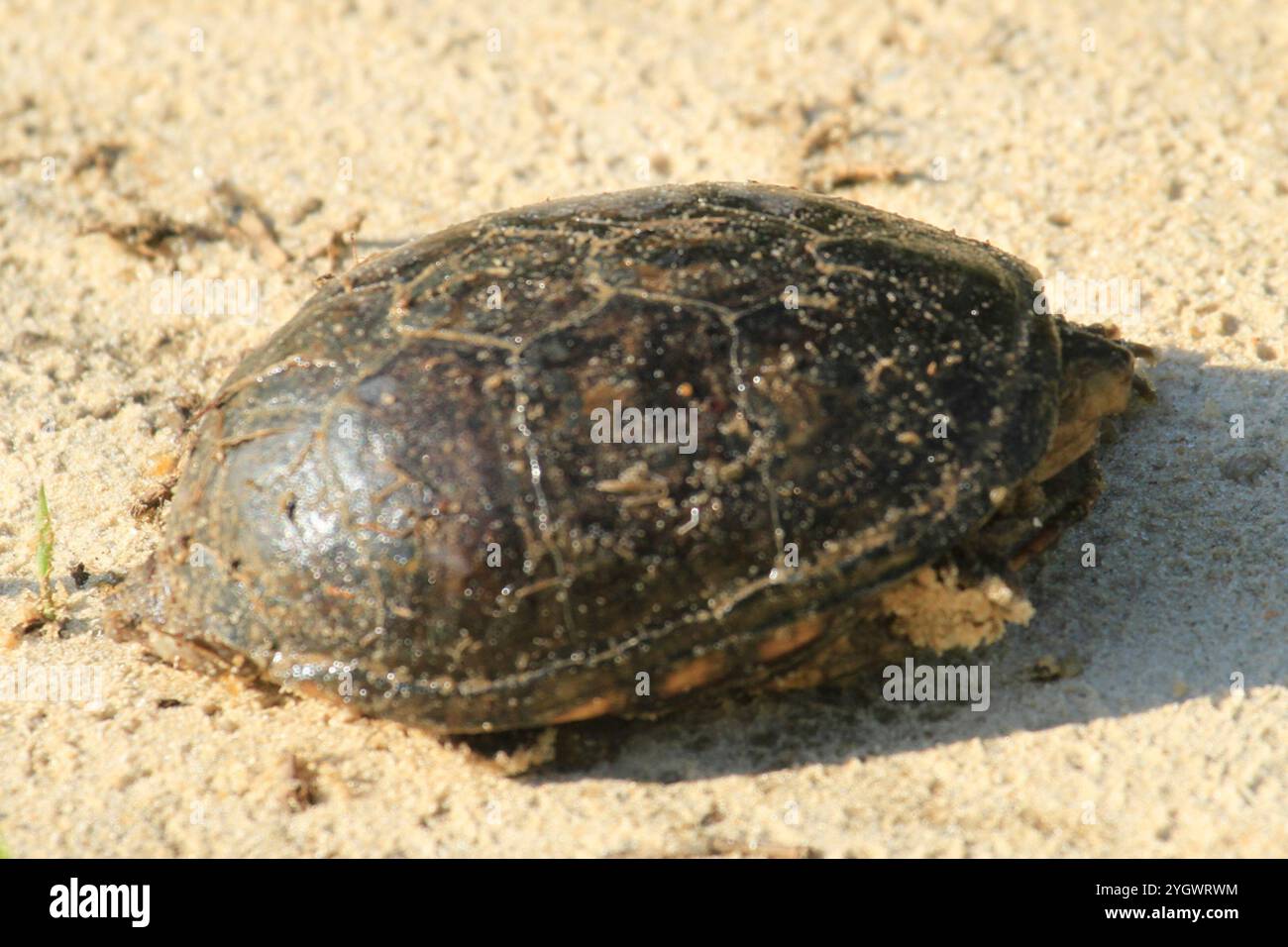 Eastern Mud Turtle (Kinosternon subrubrum Stock Photo - Alamy