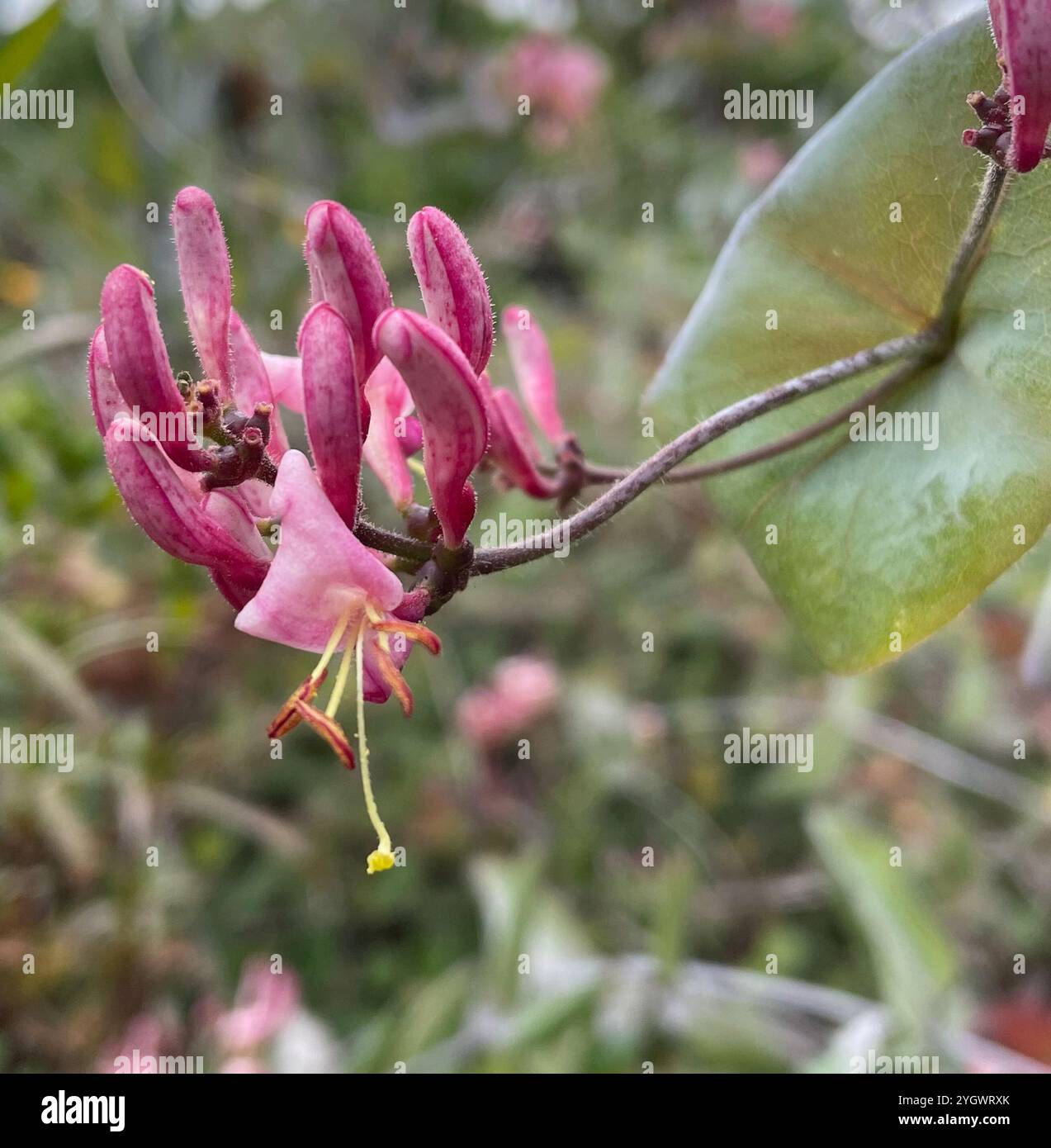 Pink Honeysuckle (Lonicera hispidula Stock Photo - Alamy