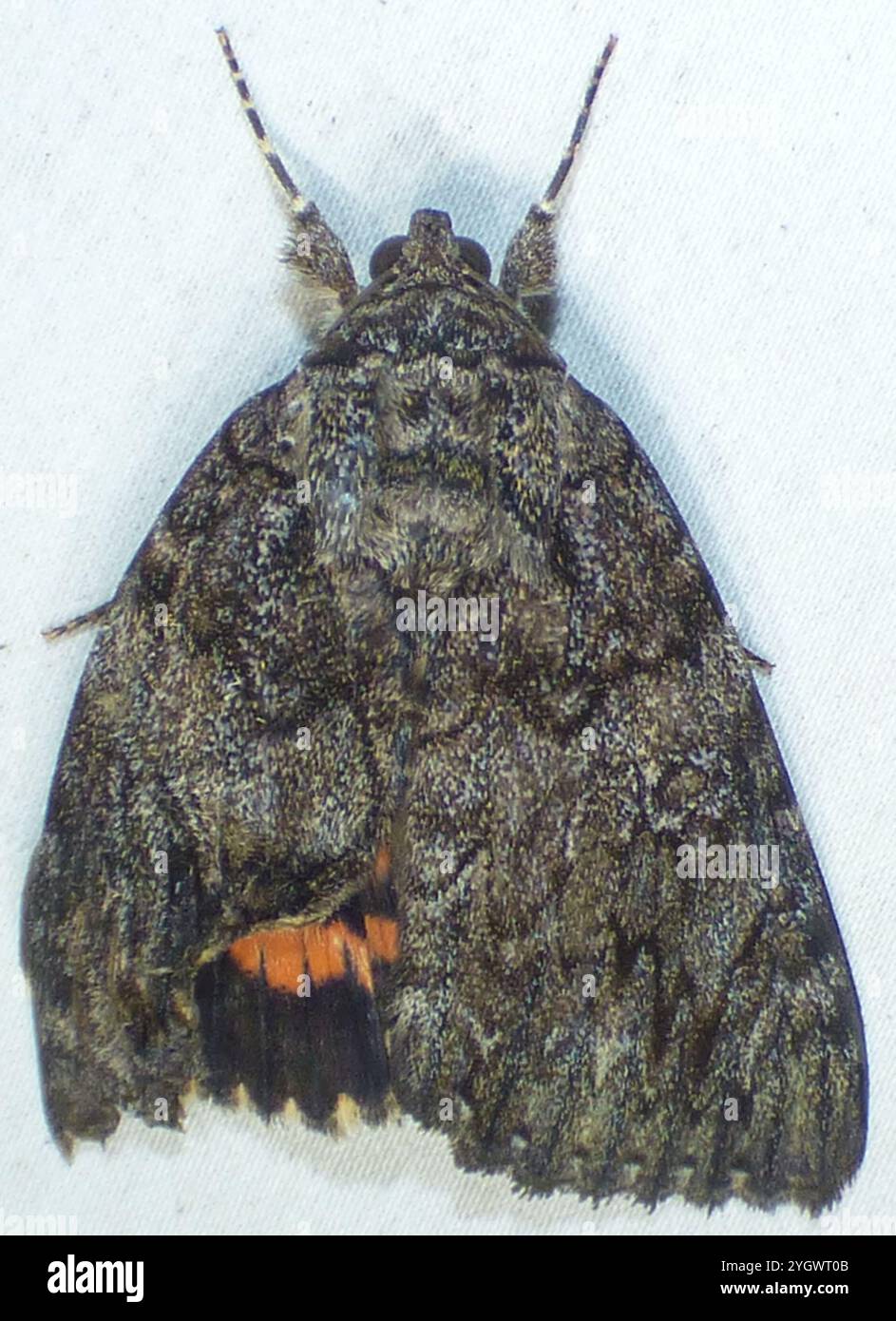 Ilia and Umber Underwings (Catocala ilia-complex Stock Photo - Alamy