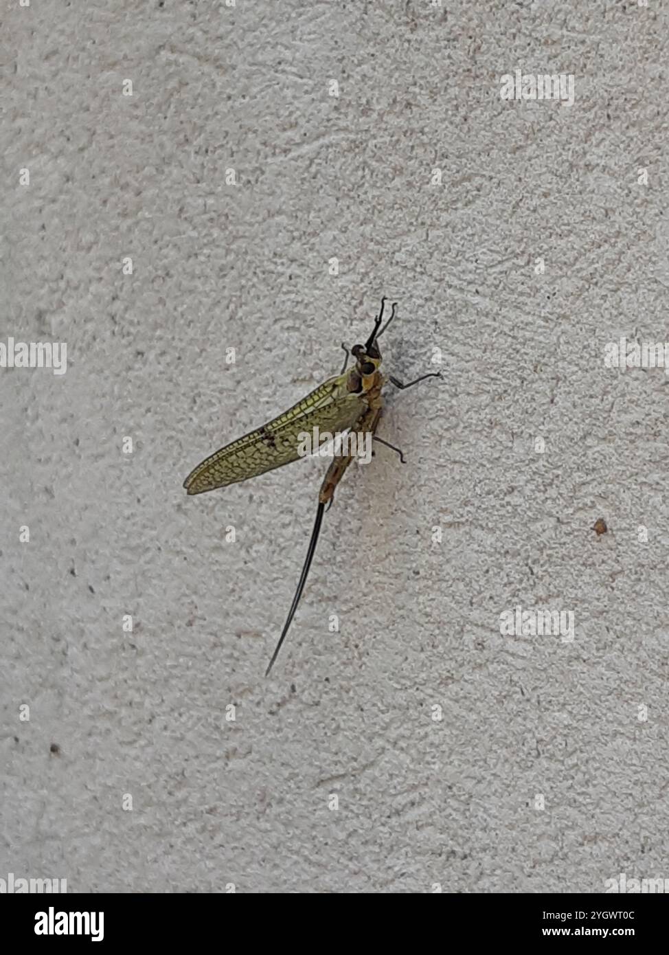 Ephemeridae hi-res stock photography and images - Alamy