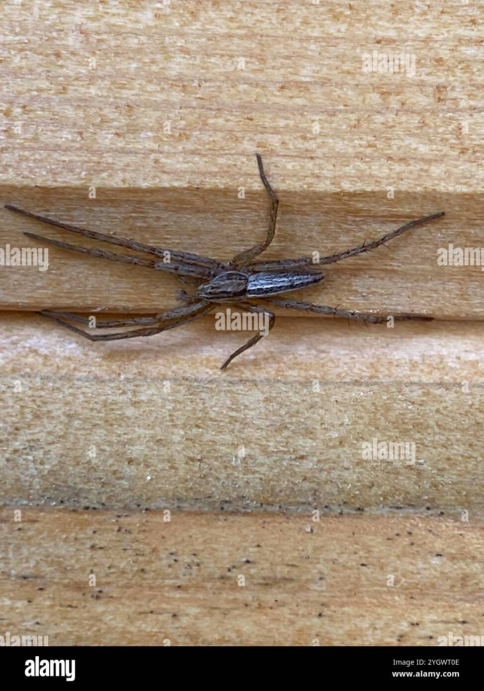 Slender Crab Spiders (Tibellus Stock Photo - Alamy