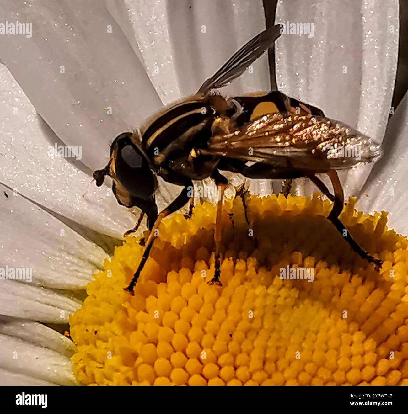 Sun Fly (Helophilus pendulus Stock Photo - Alamy