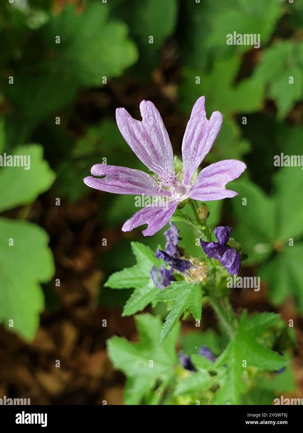 Common Mallow (Malva sylvestris Stock Photo - Alamy