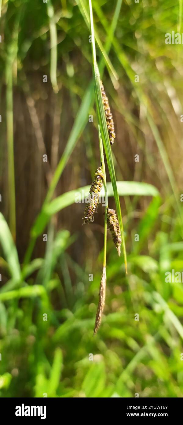 slender tufted-sedge (Carex acuta Stock Photo - Alamy