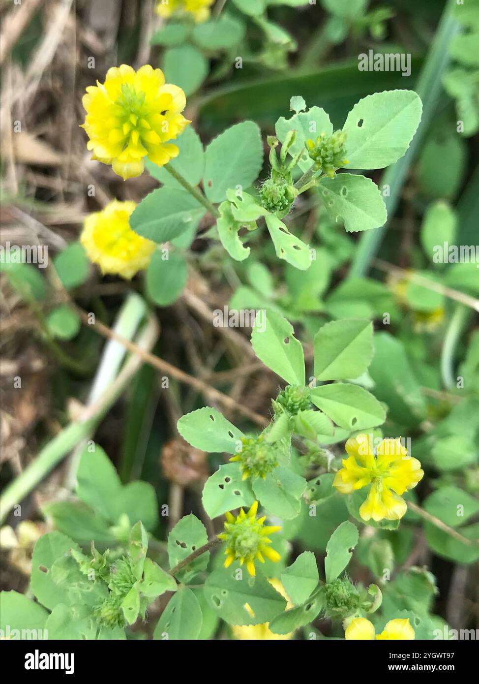 hop trefoil (Trifolium campestre Stock Photo - Alamy