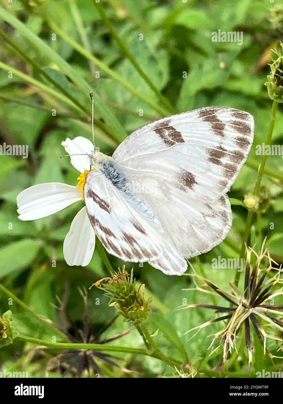 Checkered White (Pontia protodice Stock Photo - Alamy
