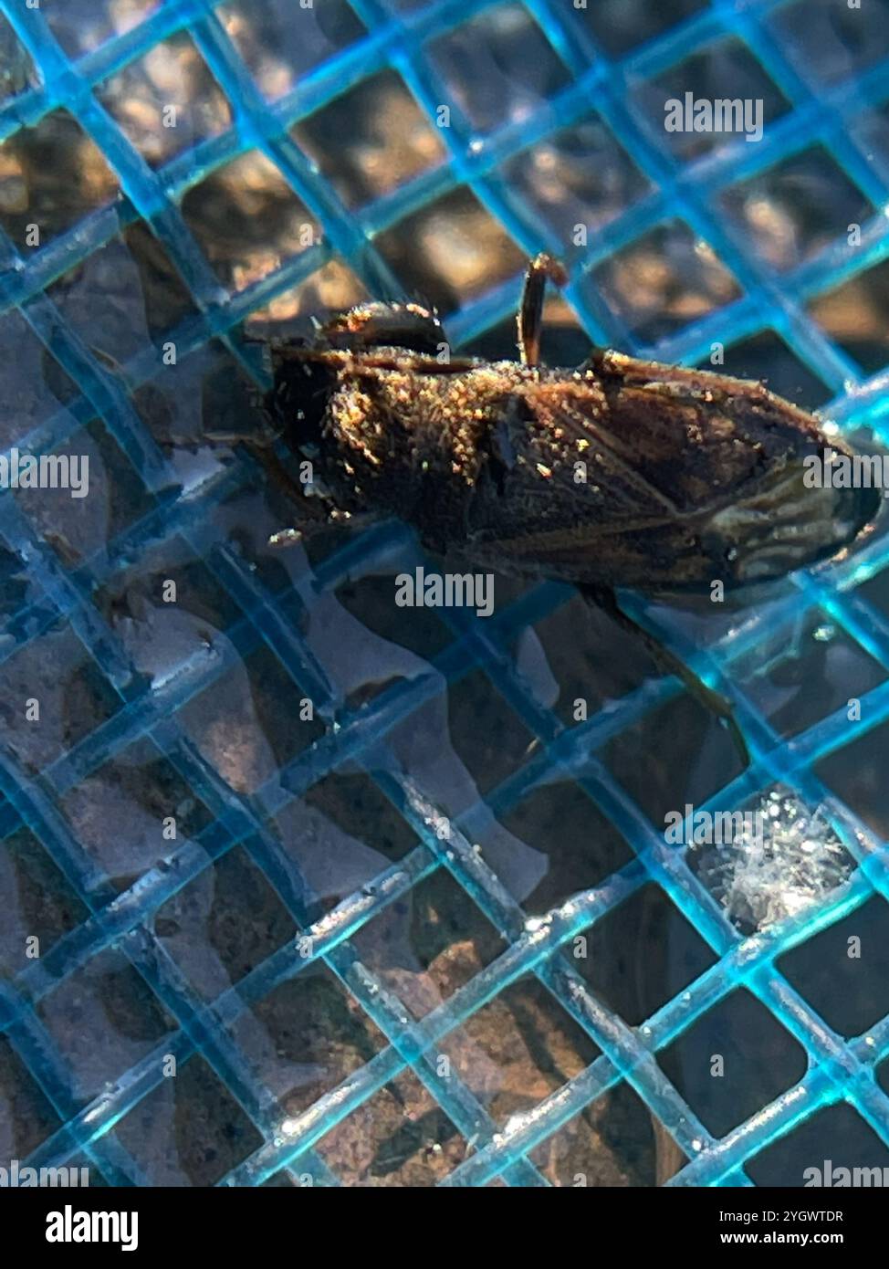 Introduced Dirt-colored Seed Bug (Megalonotus sabulicola Stock Photo ...