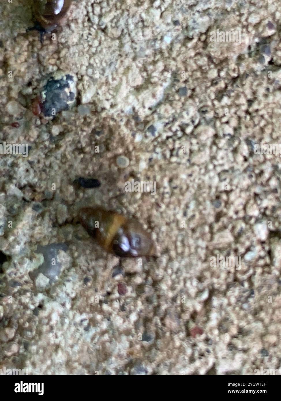 Cochlicopa lubrica hi-res stock photography and images - Alamy