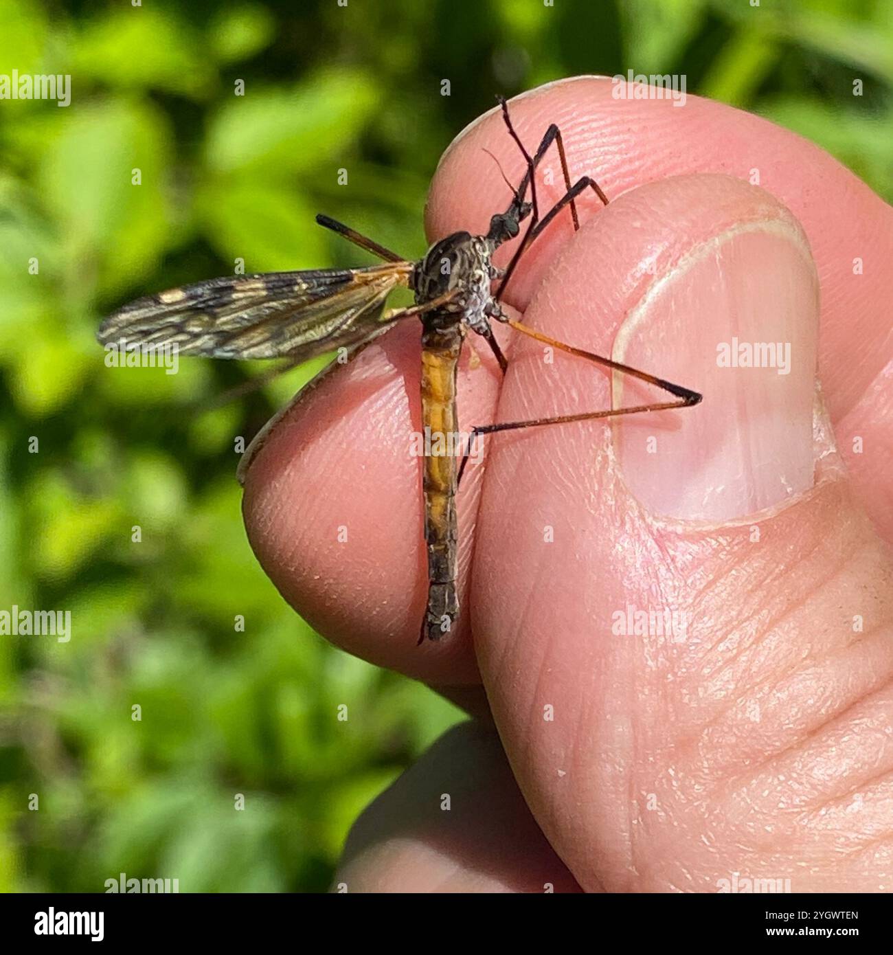 Typical Crane Flies (Tipuloidea Stock Photo - Alamy