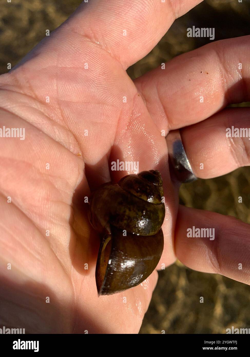 Cipangopaludina chinensis hi-res stock photography and images - Alamy