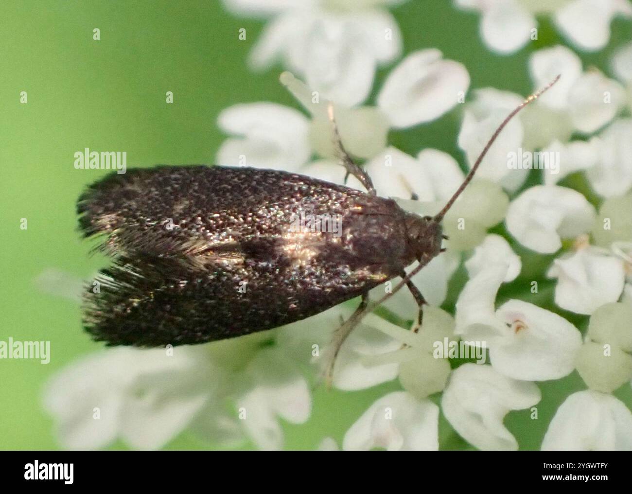 Scale-tooth Lance-wing (Phaulernis dentella Stock Photo - Alamy