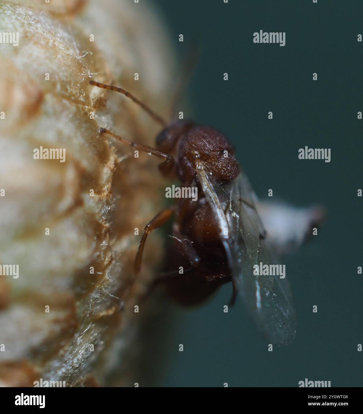 Woolly Catkin Gall Wasp (Callirhytis quercusoperator Stock Photo - Alamy