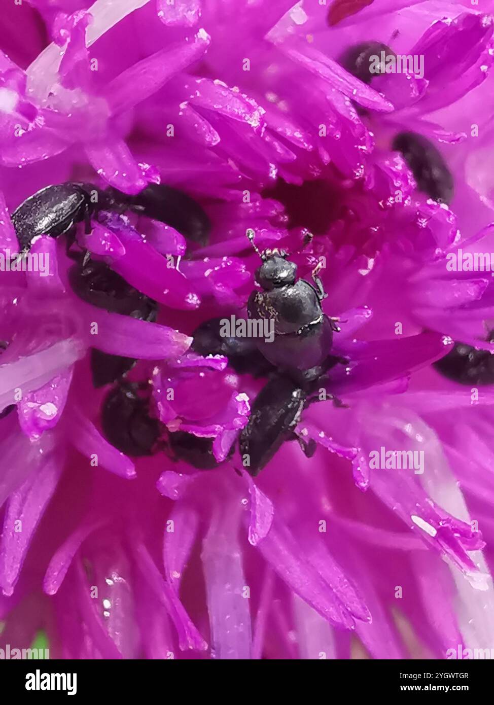 Common Pollen Beetle (Brassicogethes aeneus Stock Photo - Alamy