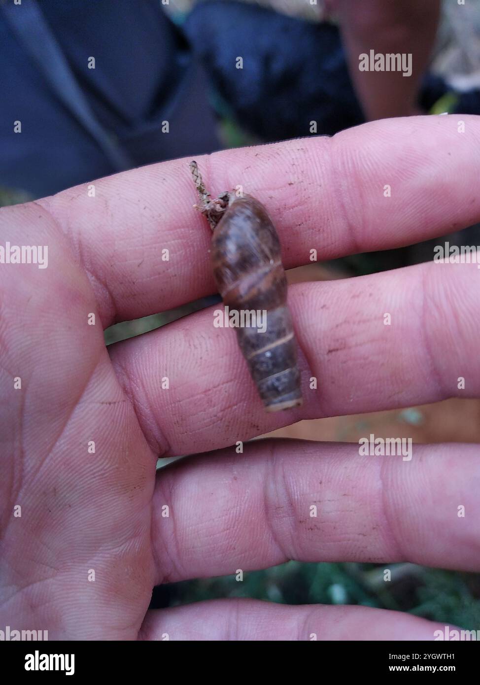 Decollate snail rumina decollata hi-res stock photography and images ...