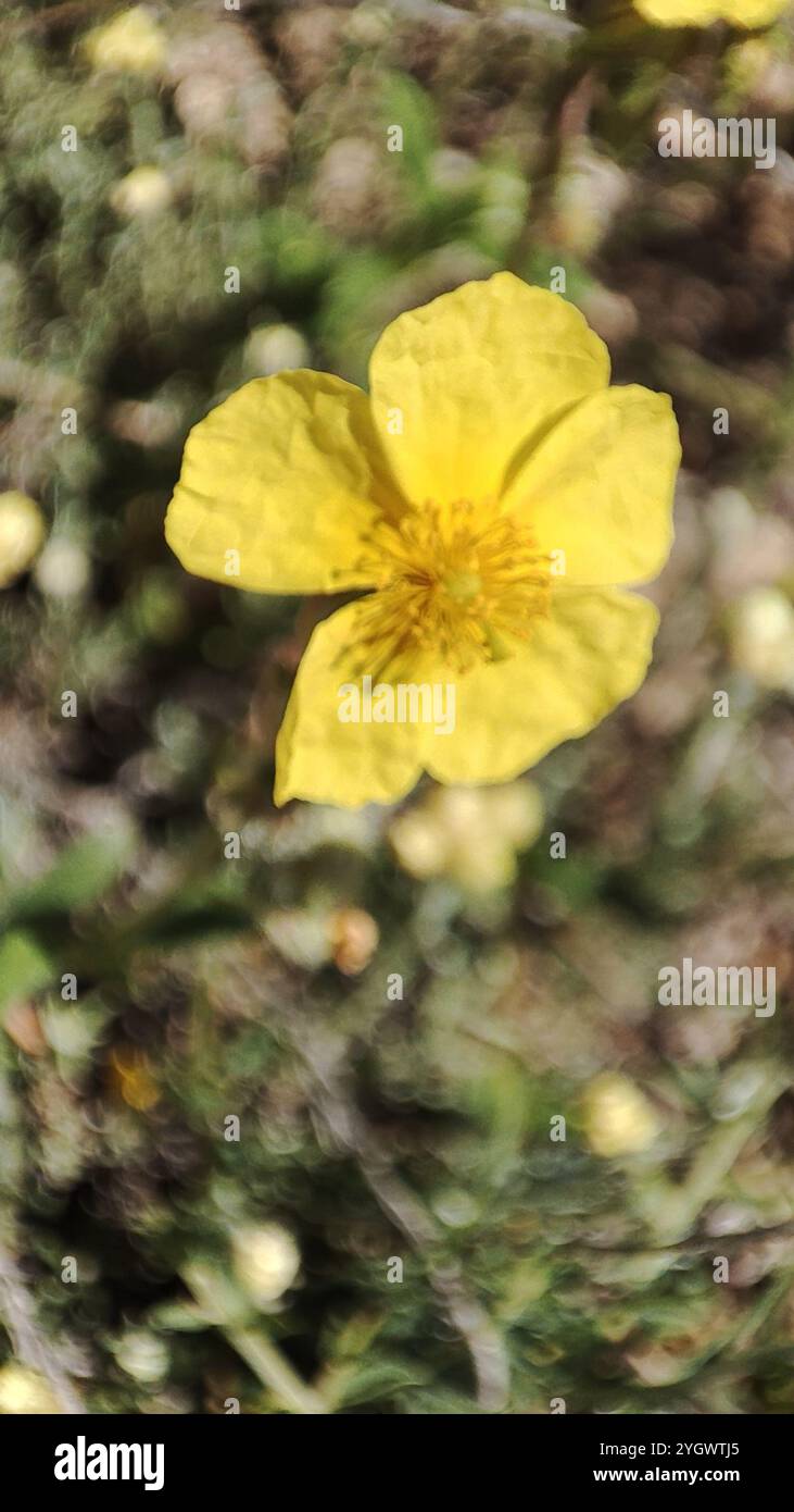 Common Rock-rose (Helianthemum nummularium Stock Photo - Alamy